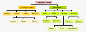 Tipos De Conectivos - Clasificacion Del Tejido Conectivo - 630x239 PNG ...