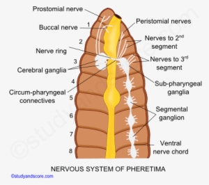Earthworm Nervous System, Earthworm Sense Organs, Central - Receptors ...