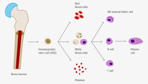 Hematopoiesis Is The Formation Of Blood Cellular Components ...