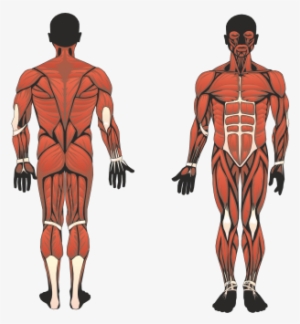Commercial Use Muscles Of The Skeleton, Muscles Of - Prophet's Anatomy ...