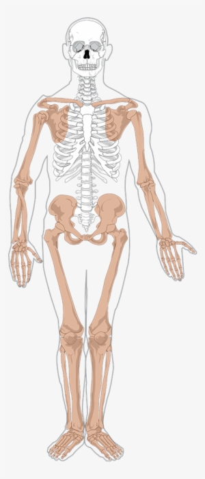 Anatomy Axial Skeleton - Human Skeleton All Bones Labeled - 700x560 PNG ...
