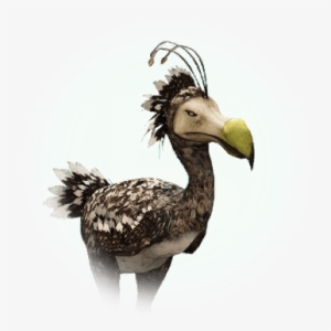 Kuku Bird - 360x360 PNG Download - PNGkit