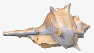Conch Png Background Image - Conch 3d Model Free - 1920x1080 PNG ...