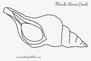 Florida Horse Conch Printable Coloring Page - Sketch - 3024x2199 PNG ...