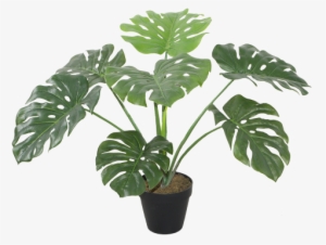 Monstera 8 Leaves 60cm - Μονστερα - 500x500 PNG Download - PNGkit