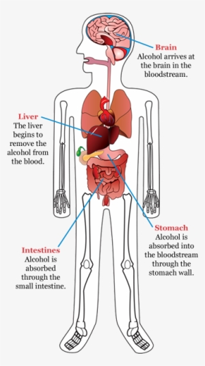 How Alcohol Deals With The Body - Alcohol Enters The Body - 384x640 PNG ...