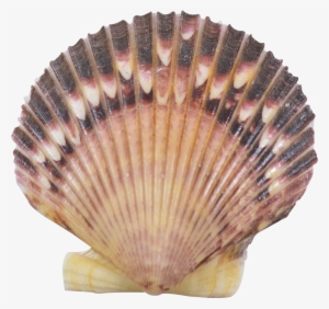 Holiday's Purple Scallop Seashells 2-4" - Holiday's Purple Scallop ...