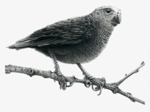 Stephanie Anderson Art By Stephanie Anderson - Art - 596x444 PNG ...