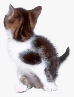 Back Of Cat Transparent Background - 384x500 PNG Download - PNGkit