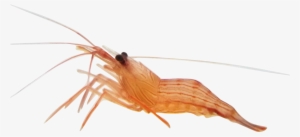 Peppermint Shrimp Peppermint Shrimp - Litopenaeus Setiferus - 1440x1080 ...