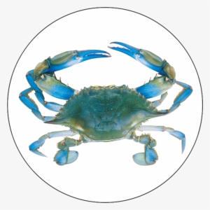 Blue Crab PNG, Free HD Blue Crab Transparent Image - PNGkit