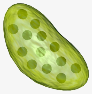 Chloroplast - Transparent Image Of Chloroplast - 1080x1080 PNG Download ...