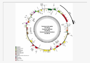 Chloroplast Genome Annotation Map For Taraxacum Kok-saghyz ...