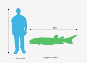 In - Tall - - Height Measurement Height Scale Vector - 862x981 PNG ...