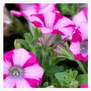 Petunia Surfinia Mini Blast Rose - Surfinia - 458x458 PNG Download - PNGkit