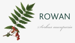 Rowan Tree Meaning - Rowan Tree - 480x284 PNG Download - PNGkit