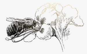 Pollen Page Transparent W Gradient - Drawing - 675x419 PNG Download ...