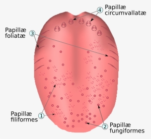 Open - Papil Tong - 2000x1956 PNG Download - PNGkit