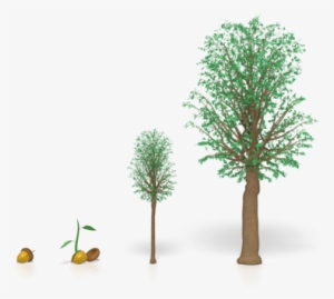 Young Oak Tree Png - Development Of A Tree - 400x339 PNG Download - PNGkit