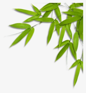 Dedaunan Png - 359x390 PNG Download - PNGkit