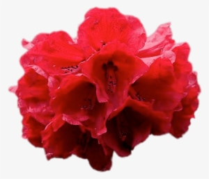 Red Rhododendron - Laliguras - 640x493 PNG Download - PNGkit