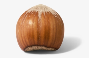 Hazelnut Png Transparent - 1420x914 PNG Download - PNGkit