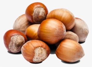 Hazelnut Png Transparent - 1420x914 PNG Download - PNGkit