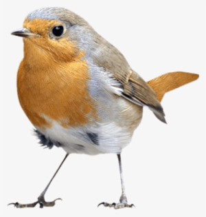 Free Png Birds Png Images Transparent - Robin Bird Transparent ...