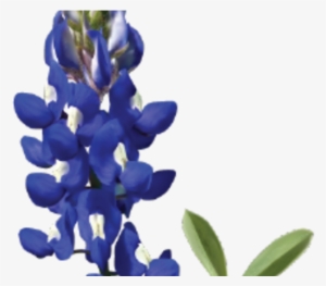 Bluebonnet - 400x400 PNG Download - PNGkit