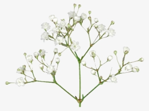 Baby Breath Flower Png - 245x700 PNG Download - PNGkit