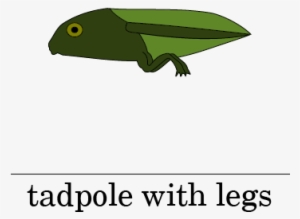 Tadpole Clipart Sad - Tadpole Clipart - 7132x2463 PNG Download - PNGkit