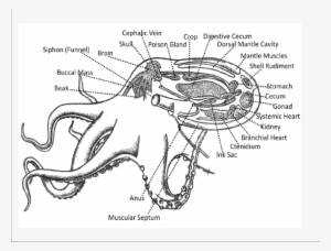 Schematic Representation Of External And Internal Body - Anatomy ...