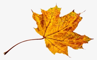 Autumn Leaves - Fall Pictures For Email Signatures - 827x771 PNG ...