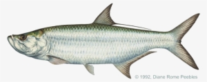 All-tackle World Records - Alabama State Fish Tarpon - 720x360 PNG ...