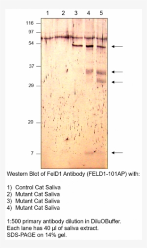 Fel D1 Major Allergen 1 Polypeptide Chain 1 Antibody - Hypoallergenic ...