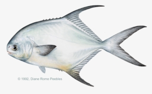 Permit Fish Drawing - 720x442 PNG Download - PNGkit