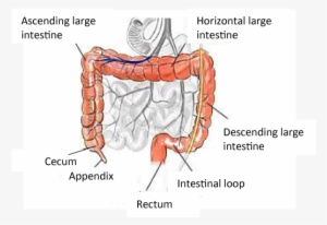 Dickdarm Aufbau - 518x368 PNG Download - PNGkit