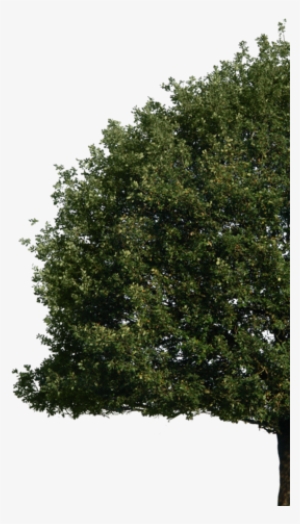 Tree Elevation PNG, Free HD Tree Elevation Transparent Image - PNGkit