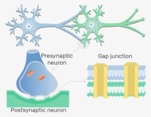 An Image Showing Gap Junction Of An Electrical Synapse - Basic ...