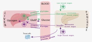 Homeostatic Mechanisms For Regulation Of Blood Glucose - Homeostasis ...