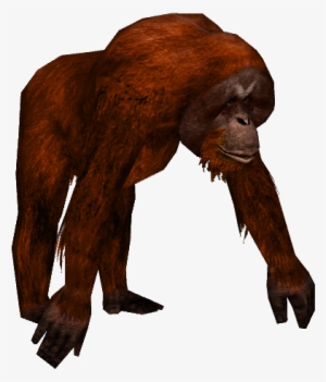 Sumatran Orangutan - Brainoid Zt2 - 480x480 PNG Download - PNGkit