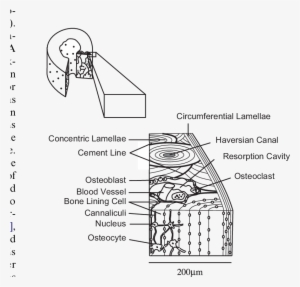 Structure Of A Typical Bone - General Features Of Long Bones - 707x940 ...