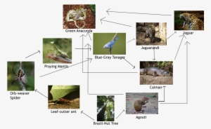 Food Web Of The Amazon Rainforest - Goliath Bird Eating Spider Food ...