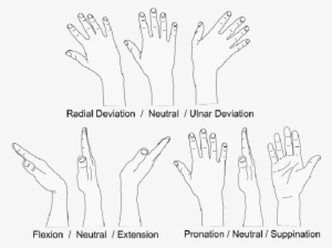 Three Degrees Of Freedom Of The Healthy Human Wrist - Degrees Of ...