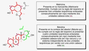 Isopreno - Diagram - 992x571 PNG Download - PNGkit