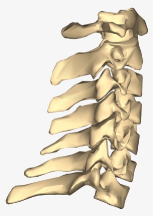 Vertebrae Gif - 400x400 PNG Download - PNGkit