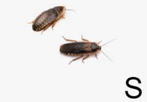 Cucaracha Blaptica Dubia S - Zvířata Šváb Argentinský Blaptica Dubia ...