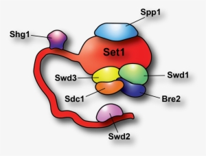 Compass Complex - 1161x900 PNG Download - PNGkit