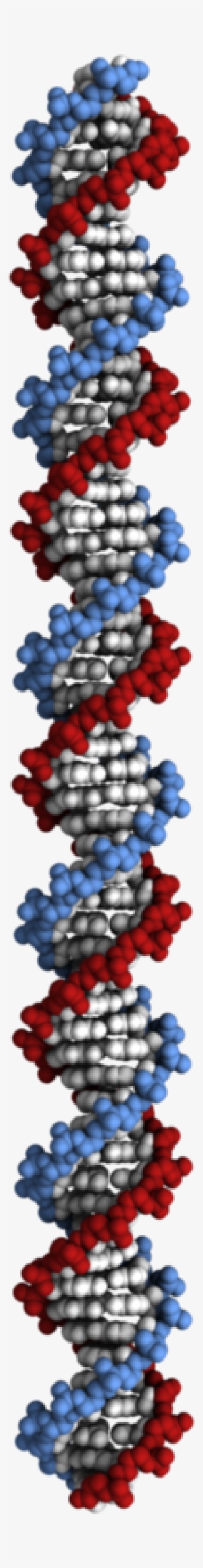 Dsdna 3d Model Atoms - Dsdna - 250x900 PNG Download - PNGkit