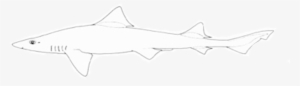 Smoothdogfish - Tiger Shark - 1000x714 PNG Download - PNGkit